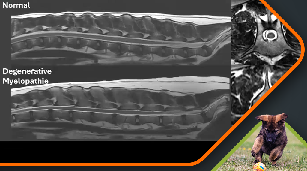 Degenerative Myelopathie - Canimaster